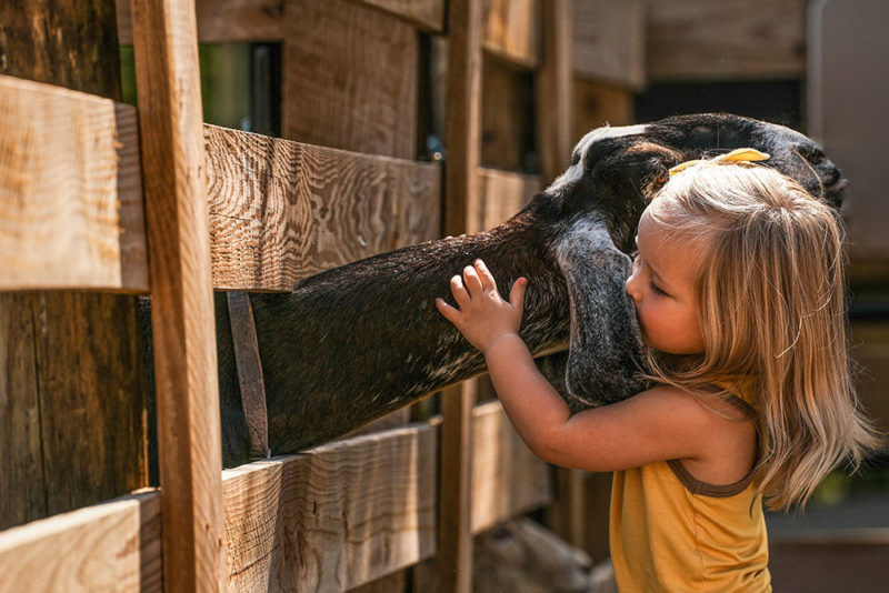 Play Yard & Petting Farm - Meet Our Furry Friends | Blooms & Berries Farm