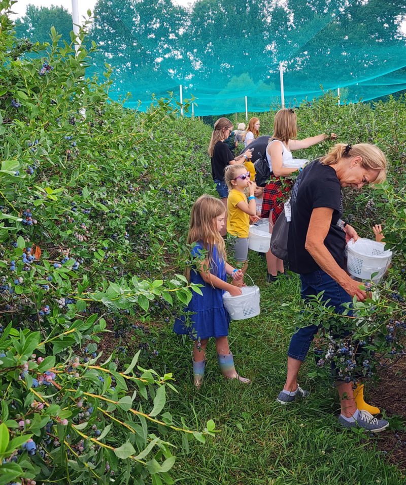 U-Pick Blueberries | Pick Blueberries at Blooms & Berries Farm